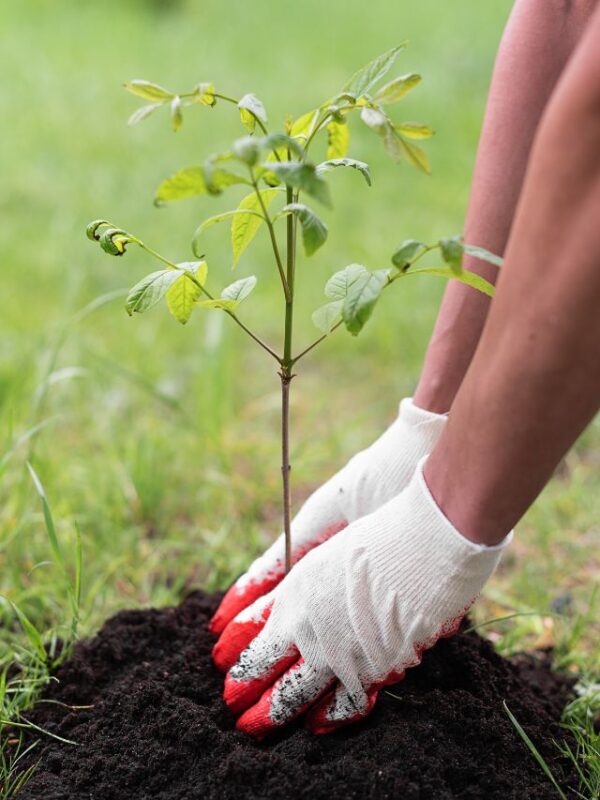 Want to Leave a Legacy? Plant a Tree! - The Almost-Retired Life